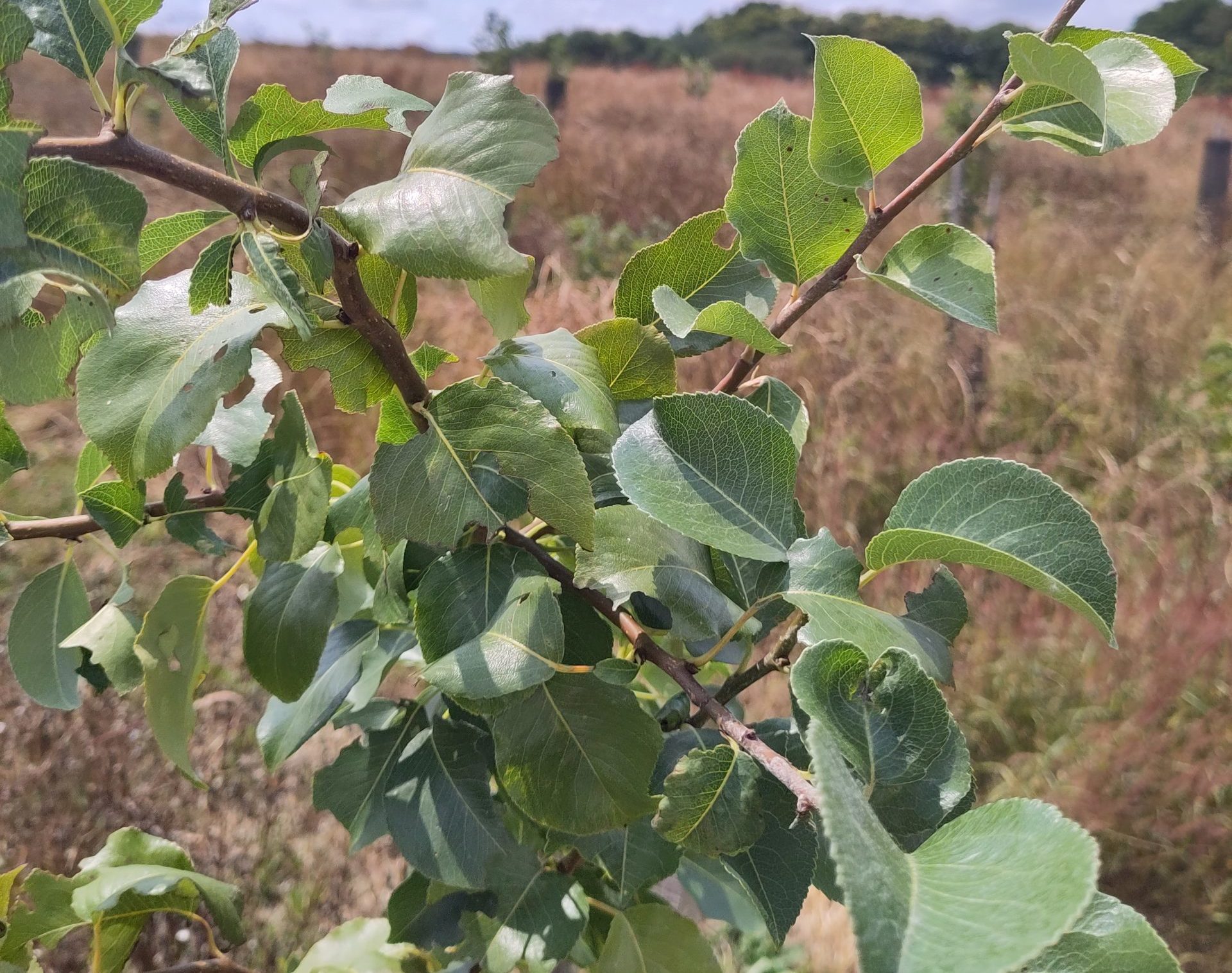 Poirier Per Rous Douarnenez - Ferme de la Canopée