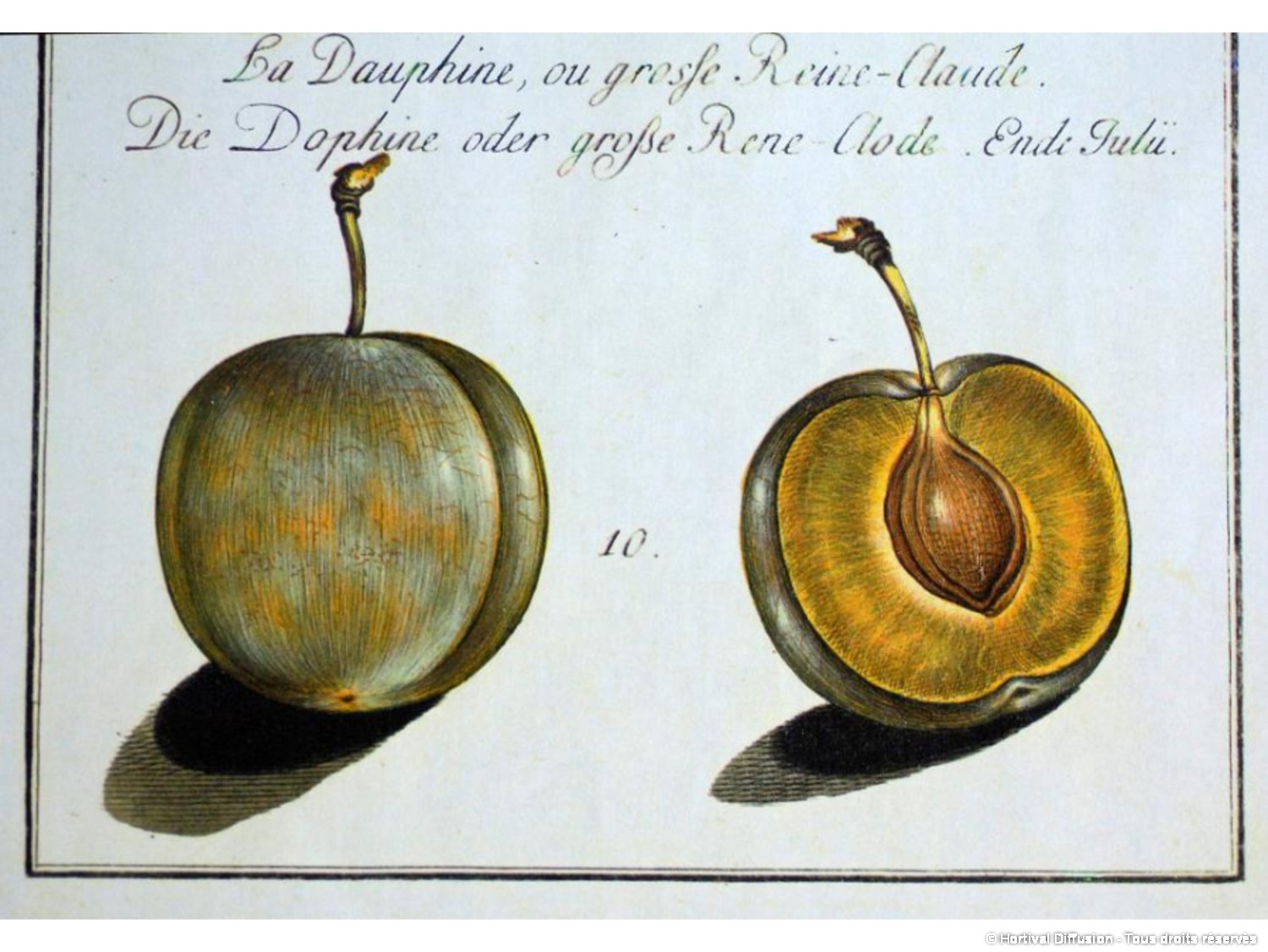 Prunier Reine Claude Dorée - Ferme de la Canopée