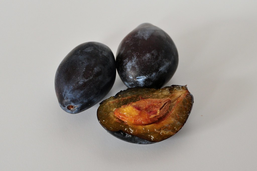 Prunier Quetsche JLG - Ferme de la Canopée